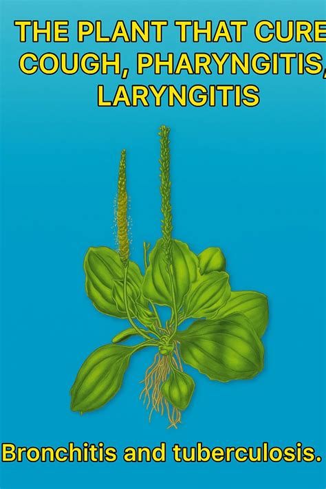 The Plant That Eliminates Cough Pharyngitis Laryngitis Bronchitis