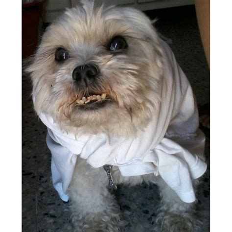 Colitas Un Personaje