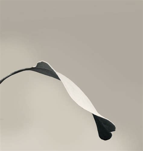 Plasticity Of Leaf Shapes Behance