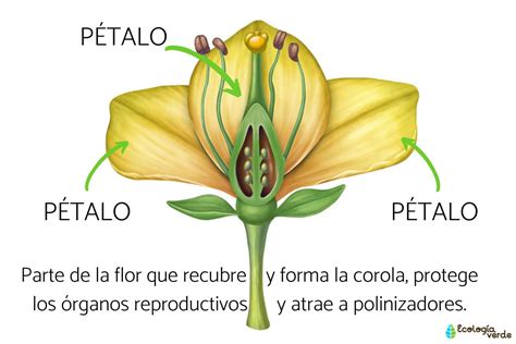 Qué Son Los PÉtalos Y Su Función ¡resumen