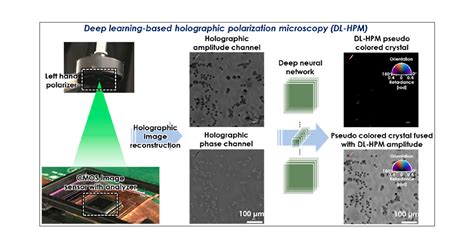 Deep Learning Based Holographic Polarization Microscopy Acs 47 Off