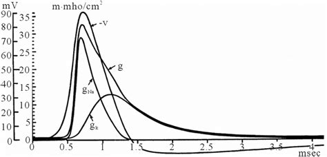 Hh Action Potential Model Numerical Solution Of Hh Model Showing Download Scientific Diagram