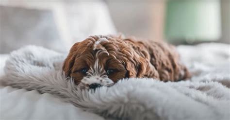 Best Cavapoo Information Guide Breed Care Traits And Faqs