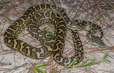 Coastal Carpet Python Morelia Spilota Mcdowelli Jacob Loyacano Flickr