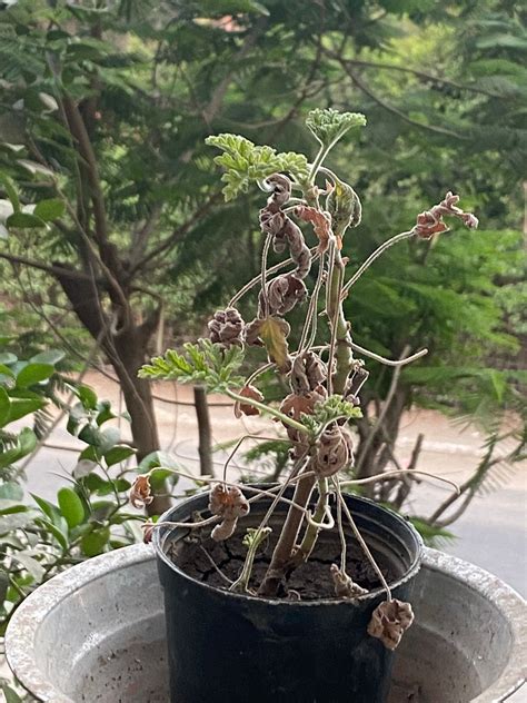 Rose Geranium Is Dying Rgardening