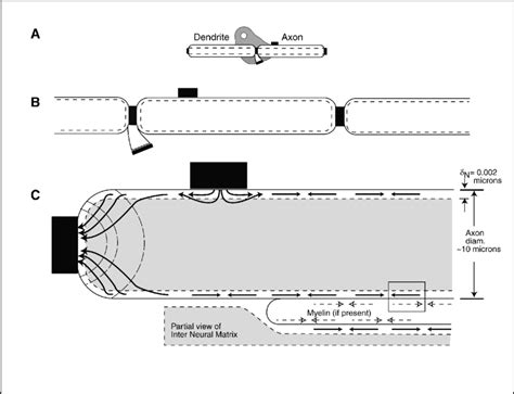 3 5 3 The Geometry And Electrostatics Of The Initial Axon Segment Of A Download Scientific