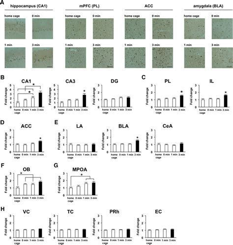 C Fos Expression In Distinct Brain Regions After Exposure To A Juvenile