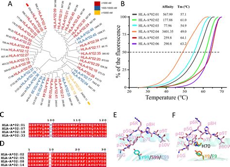 Features Of Hla‐a 02 In Identifying Eligible Patients For Tecelra Tcr‐t Therapy Yang Cancer