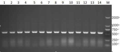 博格德生物；biogoethe；多片段一步法无缝克隆试剂；seamless Cloning Kit