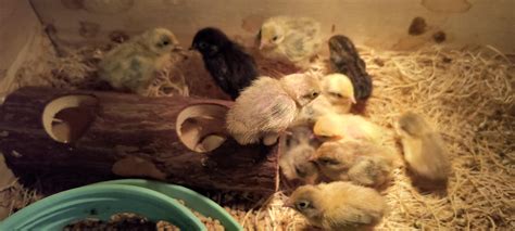 Button Quail Eggs 15 Per Order For Hatching At Your Own Risk Art Etc
