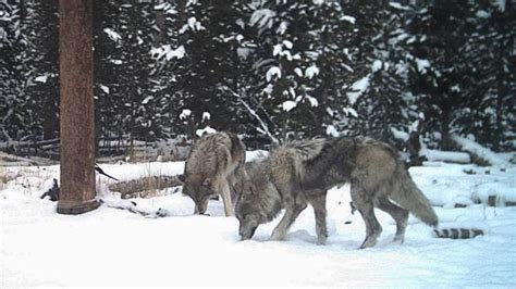 Mange Threatens Tulare County Wolves As Species Grows In California