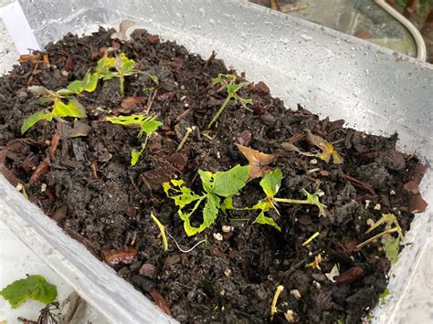 5 Easy Ways To Propagate Raspberries In Your Garden