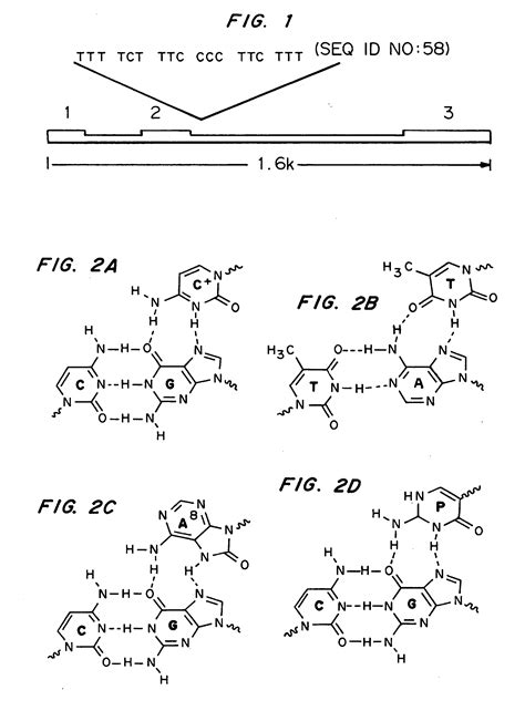 Modified Triple Helix Forming Oligonucleotides For Targeted Mutagenesis Eureka Patsnap
