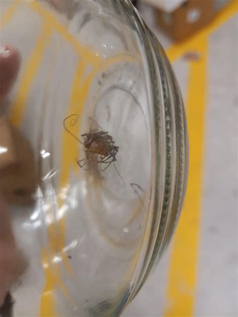 Weirdest Bug Ive Ever Seen Rwhatsthisbug