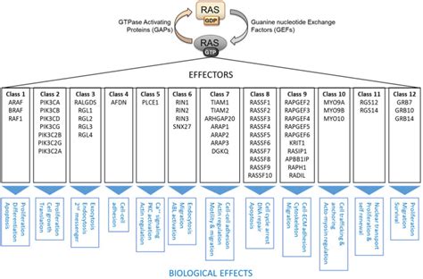 Dynamic Regulation Of Ras And Ras Signaling Pmc
