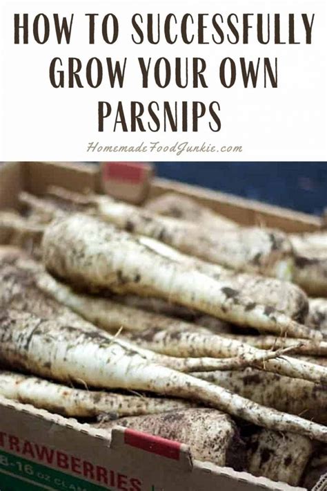 Grow Parsnips In Your Garden Homemade Food Junkie