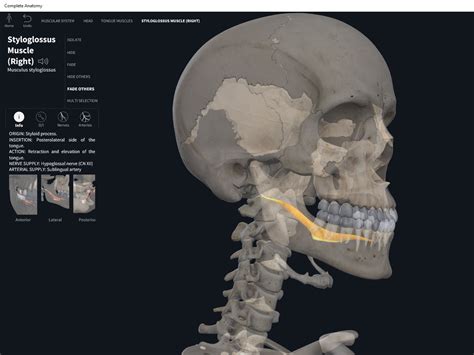 Muscles Page 3 Anatomy And Physiology