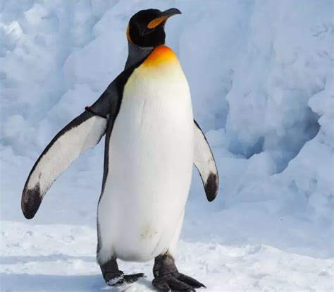 linux expertise camptocamp