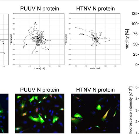 Effect Of N Protein Expression On Podocyte Migration Capacity A Download Scientific Diagram