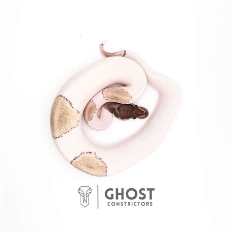 Vpi Axanthic Pied Mojave Ball Python Ghost Constrictors