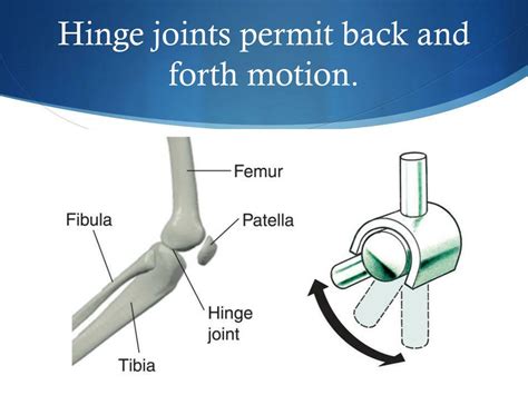 What Are The 3 Types Of Hinge Joint At Glenn Barbee Blog