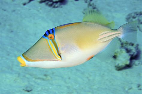 Trigger Fish