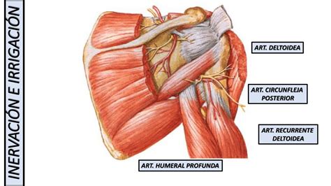 Anatomía Del Nervio Del Hombro Manguito Rotador Anatomía Médica