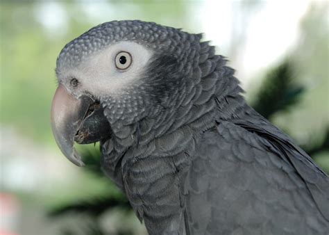 Timneh Parrot World Parrot Trust