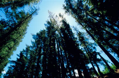 How To Cut Tree Roots Without Killing The Tree