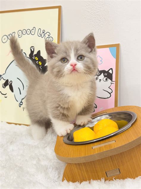 Mèo Munchkin Chân Lùn Màu Bililac Mã Aln3196 Pet House Cửa Hàng Thú