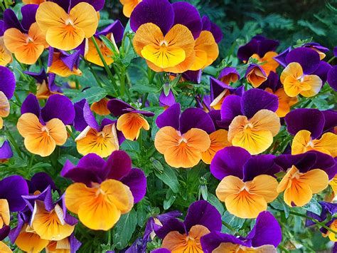 Purple And Yellow Pansy Flower