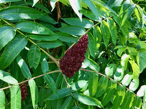 Virginia Sumac Tanaman Foto Gratis Di Pixabay Pixabay
