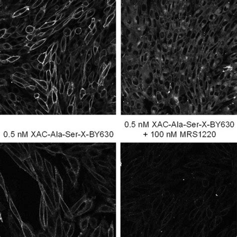 Comparison Of Fluorescent Ligands With And Without High Levels Of Download Scientific Diagram