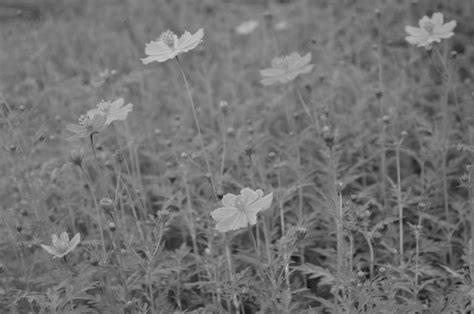 Premium Photo Grasses