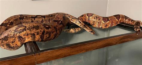 Boa Morph Color Identification Boa Constrictors Morphmarket Reptile Boa Morph Color Identification Boa Constrictors Morphmarket Reptile