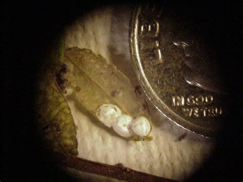 Blackheaded Fireworm Cooperative Extension Cranberries University Of Maine Cooperative