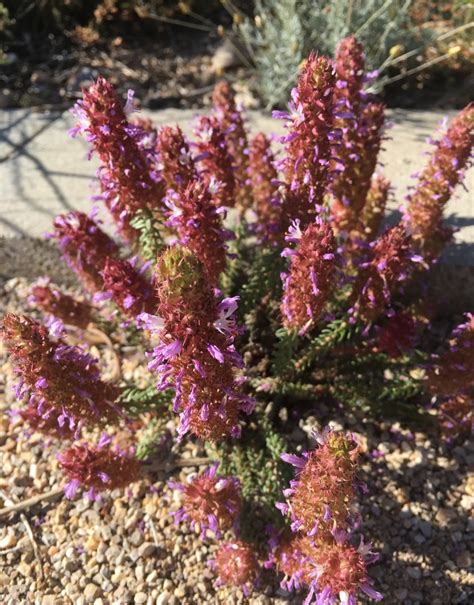 Coris Care Watering Fertilize Pruning Propagation Picturethis