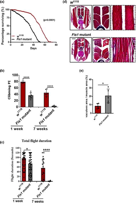 Fis1 Deletion Caused Myopathy In Indirect Flight Muscles And Led To