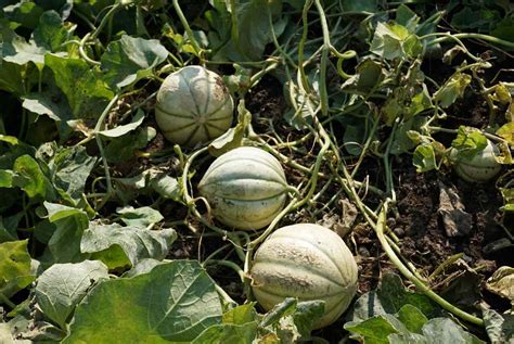 Growing Melons Uk Style Grow Delicious Fruits At Home Now