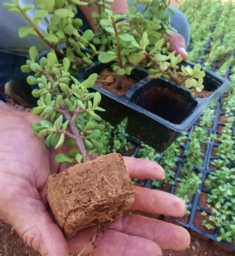 Hive Ecosystems Hive Energy