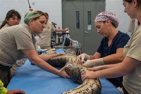 Burmese Pythons In Florida Are Found Using Implanted Transmitter