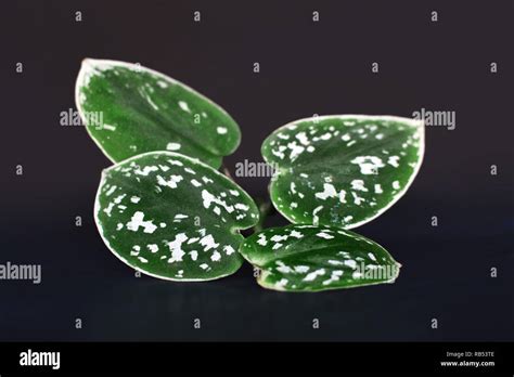 Close Up Of Scindapsus Pictus Argyreus Satin Pothos Plant Leaves On