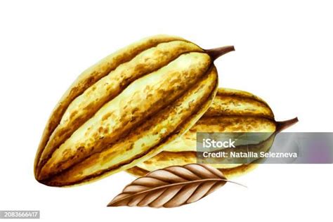 코코아 꼬투리 과일 및 마른 잎을 사용한 수채화 구성 손으로 그린 Beens 사실적인 유기 Superfood 그림은 흰색 배경에 고립되어 있습니다 디자이너 포장 디자인 메뉴