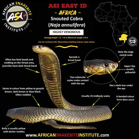 Naja Annulifera