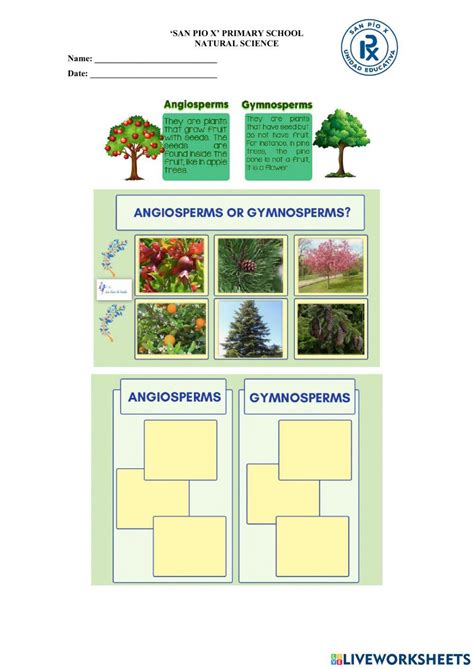 Angiosperms And Free Interactive Worksheets 2257762