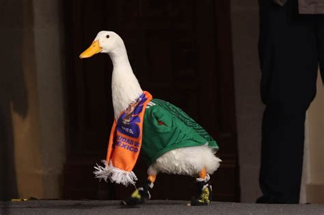 Mala Jugada Al Pato Merlín Le Ganan A Su Dueña El Registro Ante El