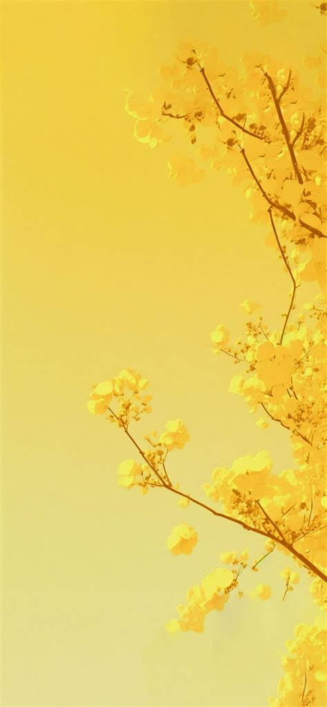 🔥 Free Download Yellow Blossom Tree Aesthetic Wallpaper Cool By
