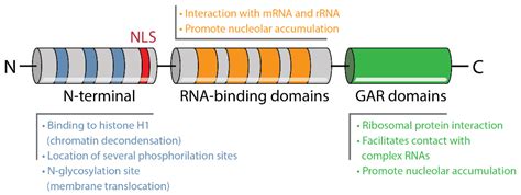 Cancer Stem Cells And Nucleolin As Drivers Of Carcinogenesis