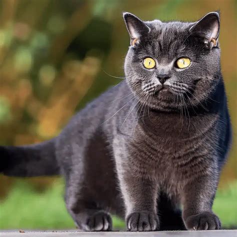 Top 10 Amazing Black Smoke Cat Breeds With Picture