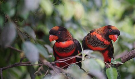 Dusky Lory Bird Wallpapers Wallpaper Cave